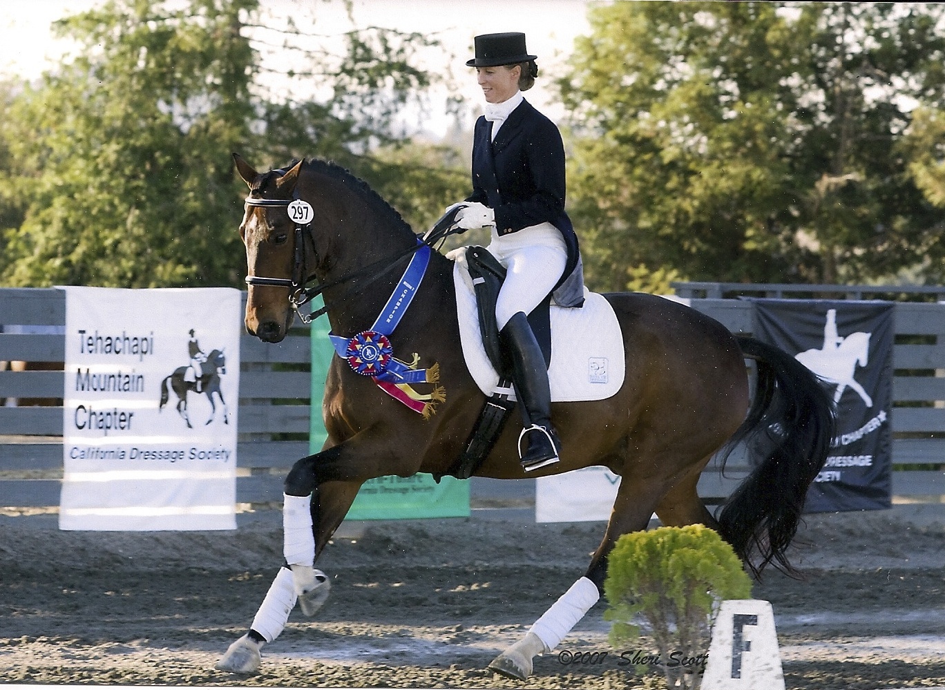 Photo Gallery | Tanya Vik Dressage Trainer